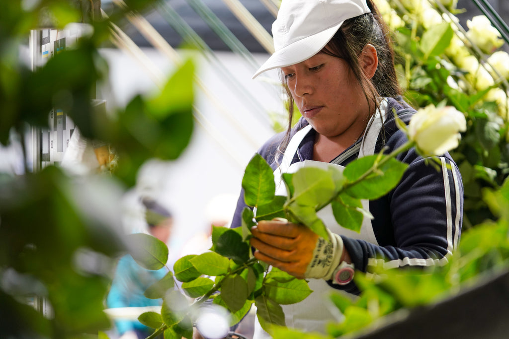 The Benefits of Buying Eco-Friendly Roses – Rosa Express