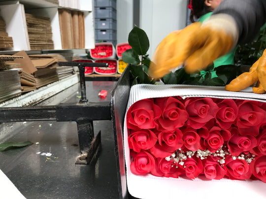 Florist – Rosa Express