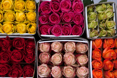 ROSAEXPRESS: Send roses for anniversaries, birthdays or just because ...