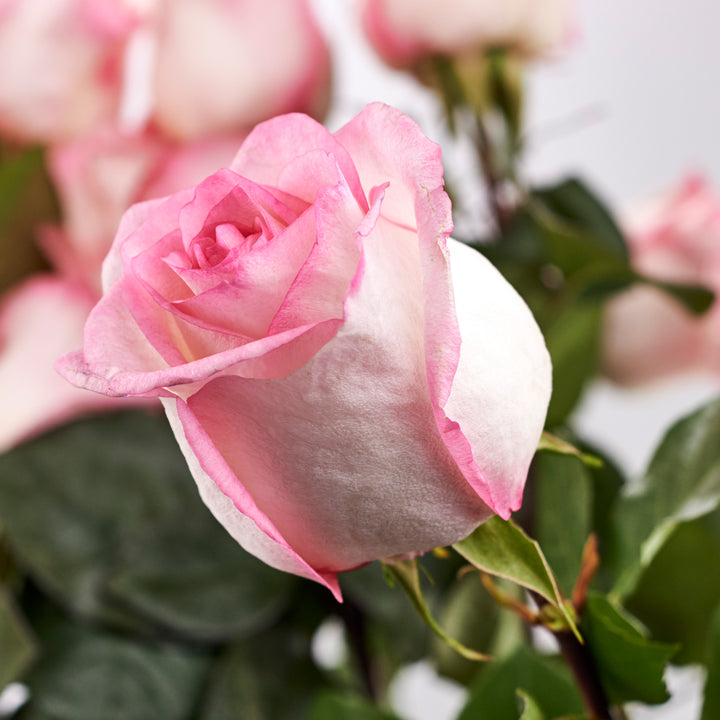 ROSAEXPRESS: Send roses for anniversaries, birthdays or just because ...