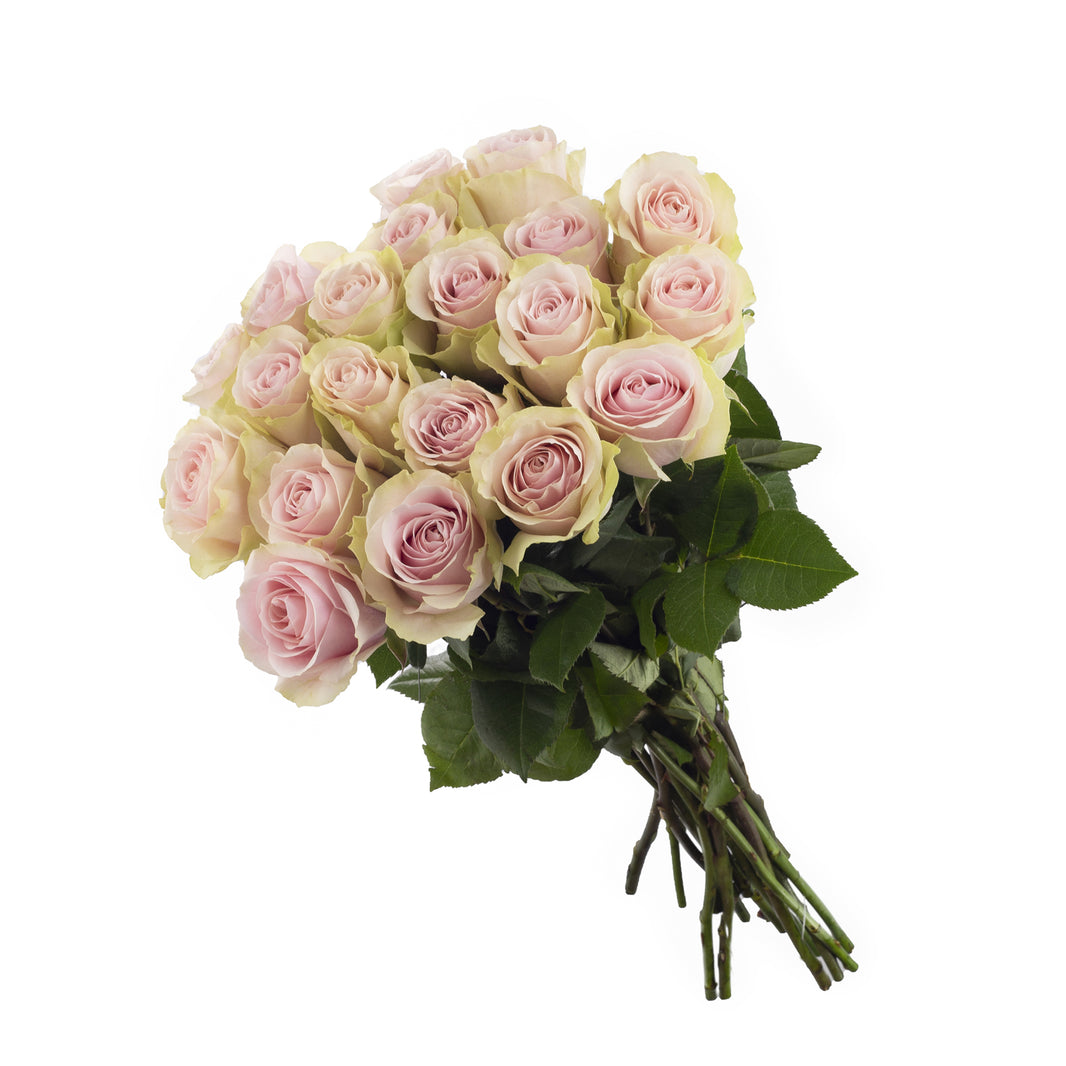 ROSAEXPRESS: Send roses for anniversaries, birthdays or just because ...