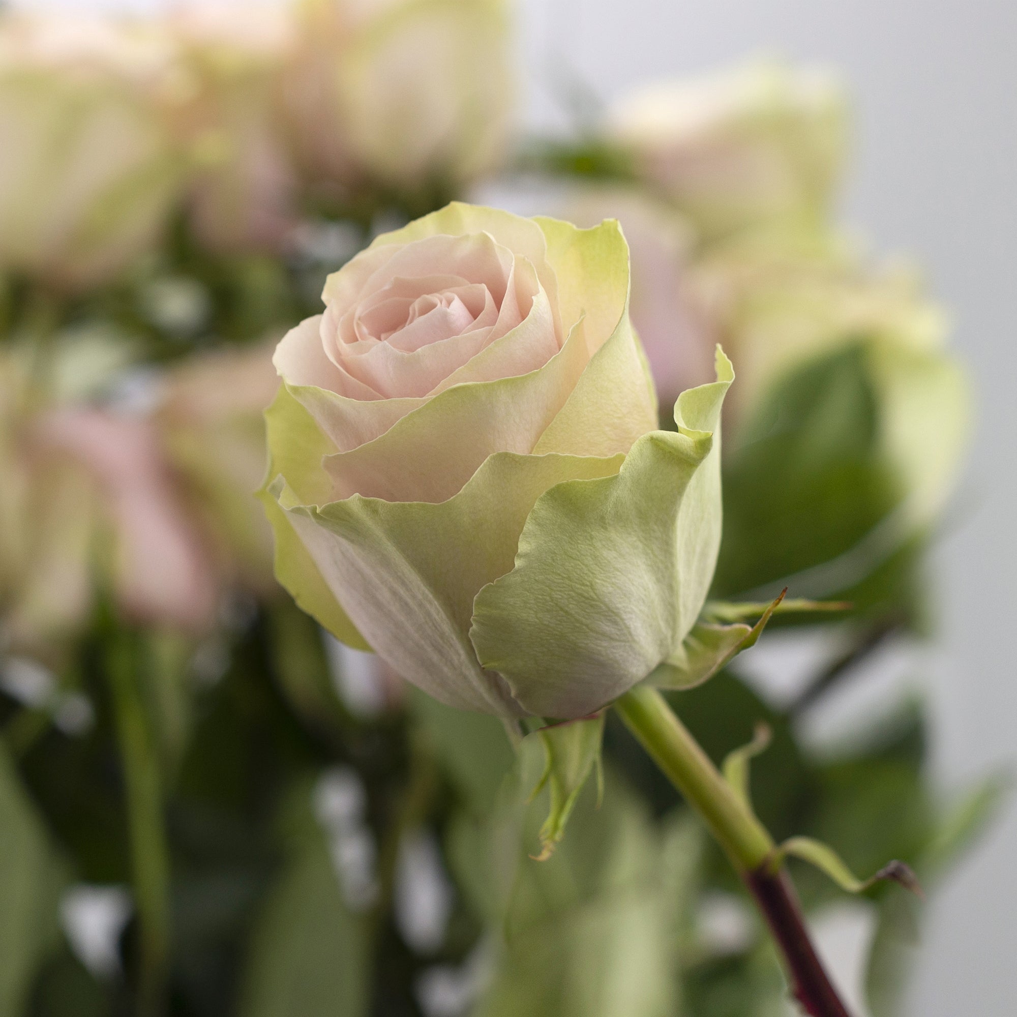 ROSAEXPRESS: Send roses for anniversaries, birthdays or just because ...