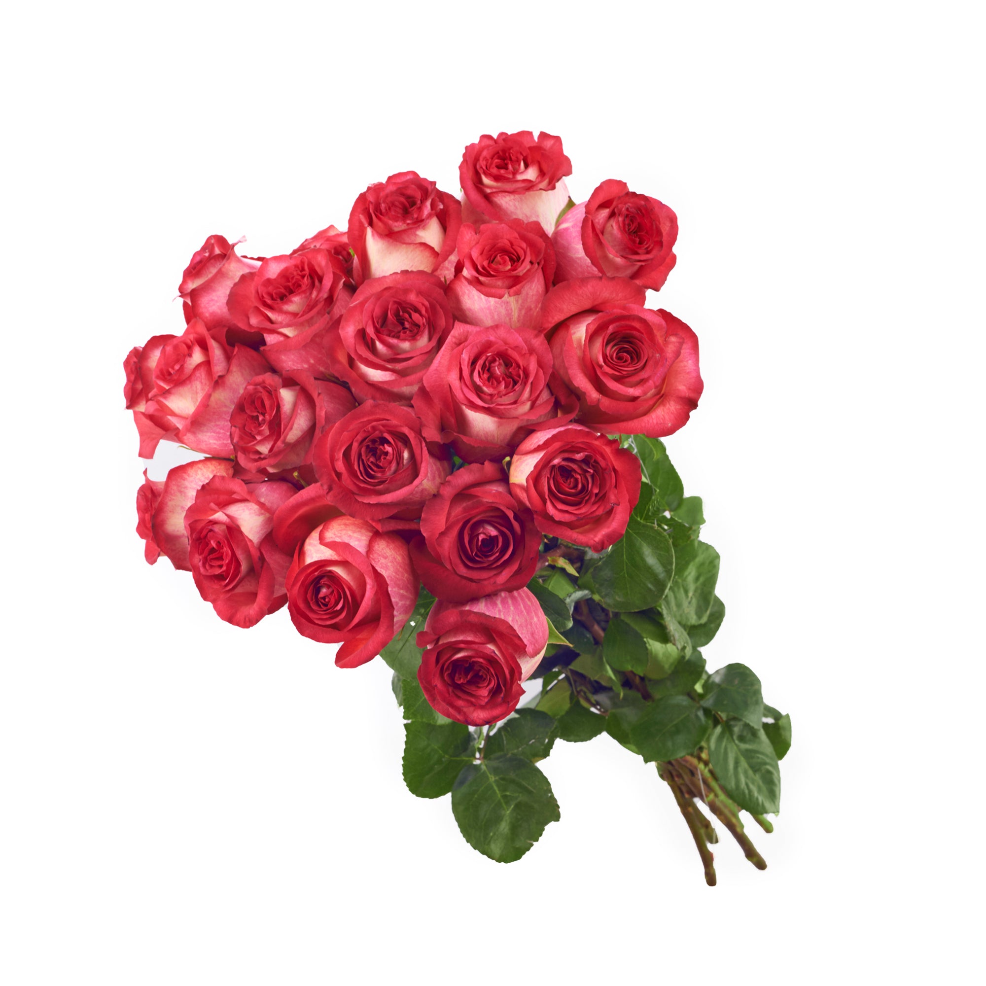 ROSAEXPRESS: Send roses for anniversaries, birthdays or just because ...