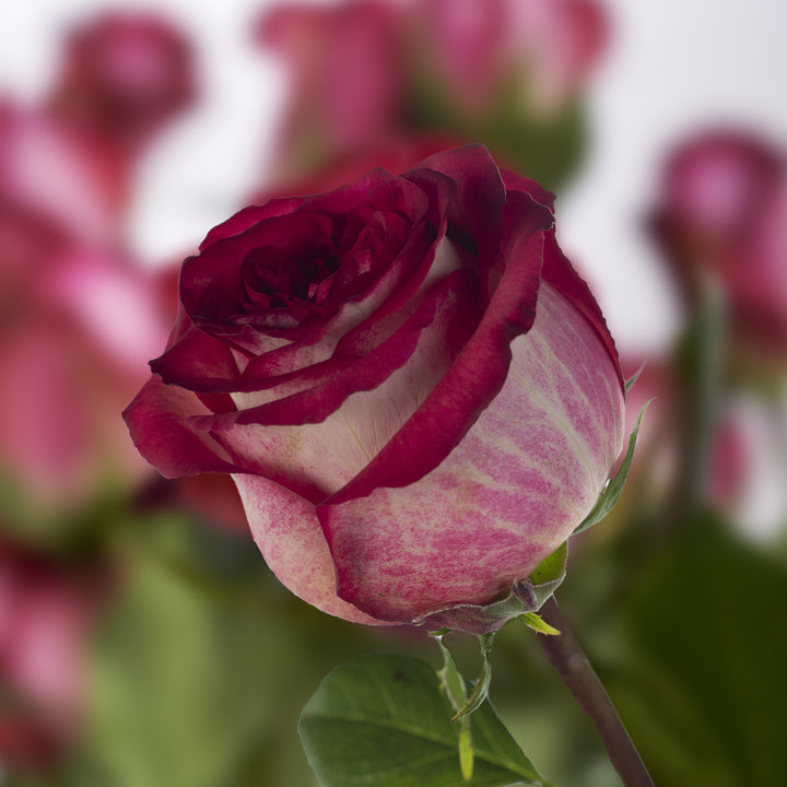 ROSAEXPRESS: Send roses for anniversaries, birthdays or just because ...