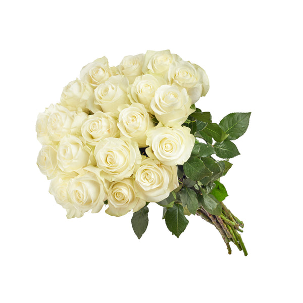 Buy Ecuadorian Roses Online – Fresh Delivery Across the USA | Rosa Express